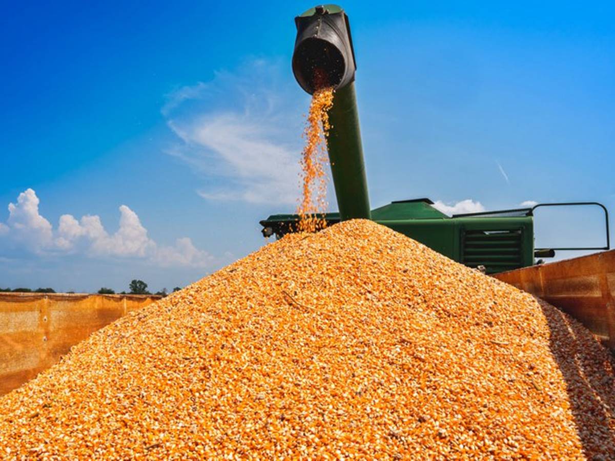 Conab estima safra recorde para milho 2ª safra com produção superior a ...