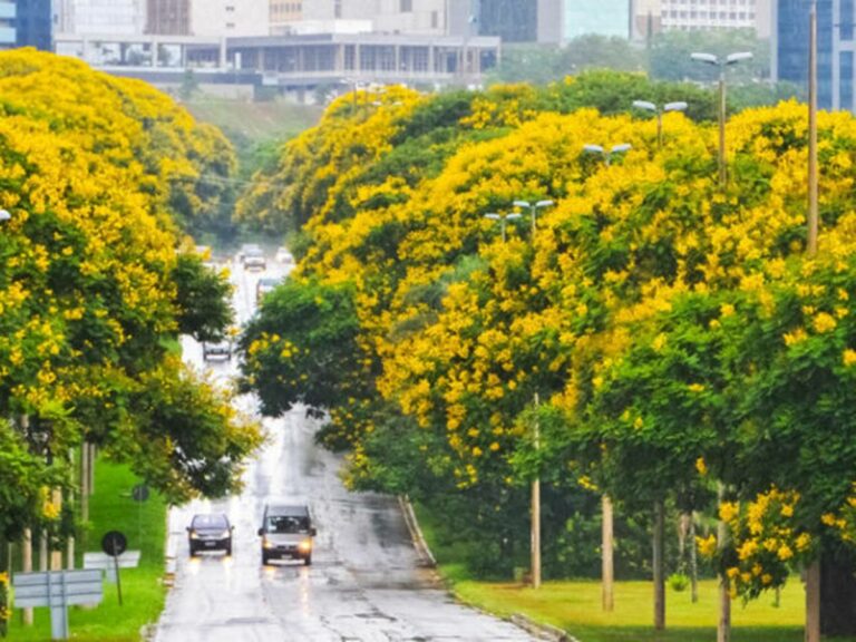 Pesquisa reforça que árvores funcionam como ar-condicionado natural ...