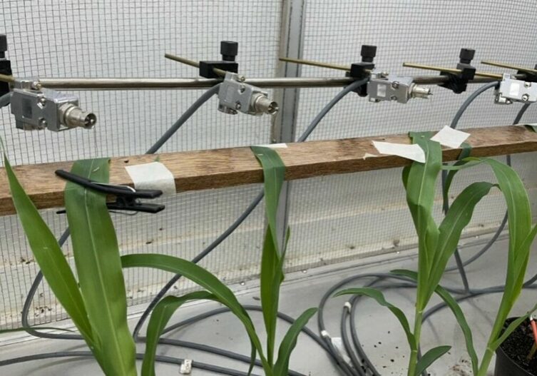 Estudo explica como um fungo pode controlar a principal praga que afeta ...